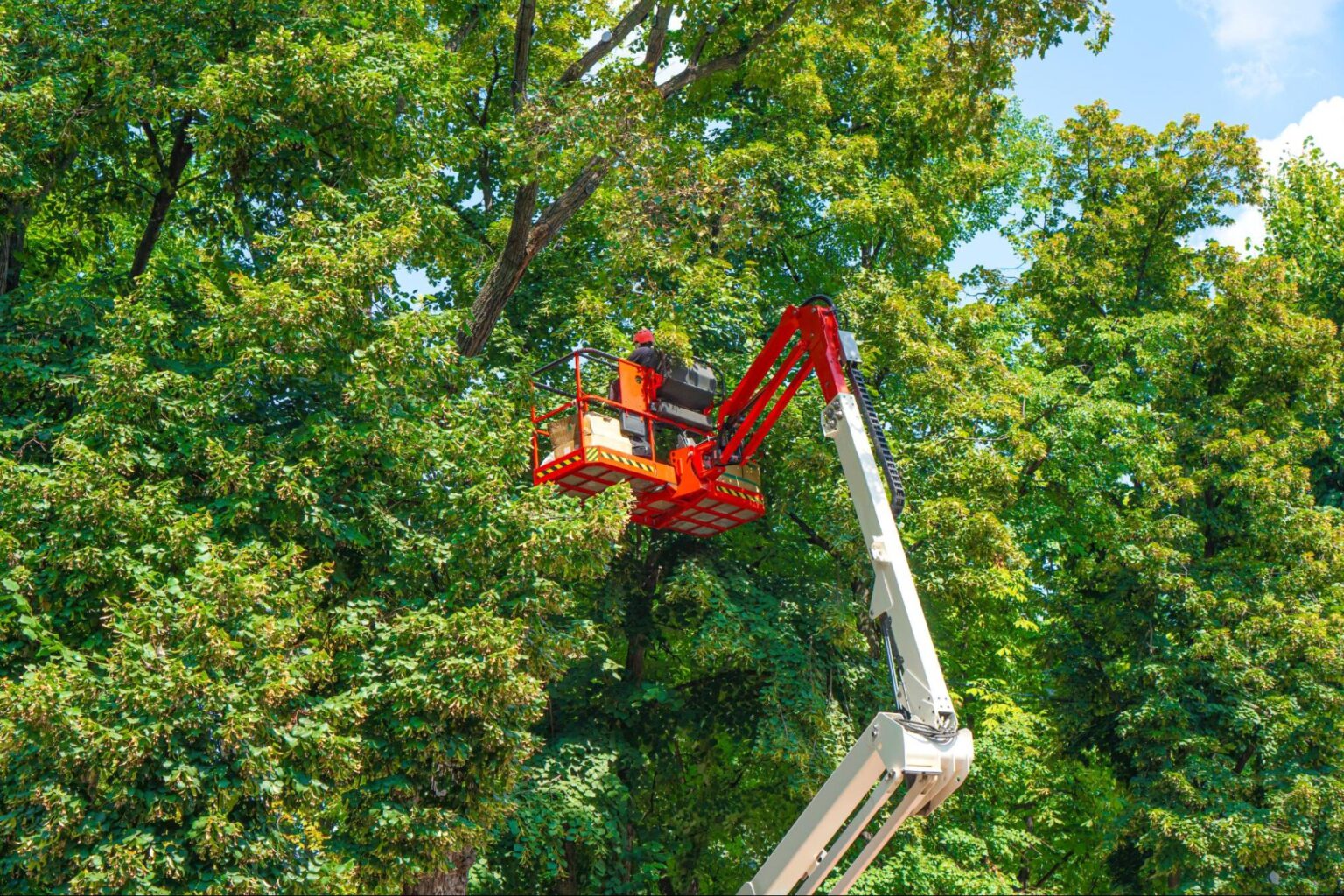 Why Tree Service Companies Must Be Licensed & Insured - Julian Tree Care